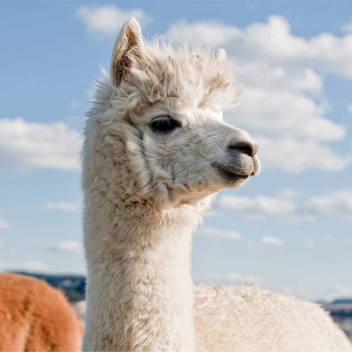 Special characteristics of alpacas – Hansa-Farm