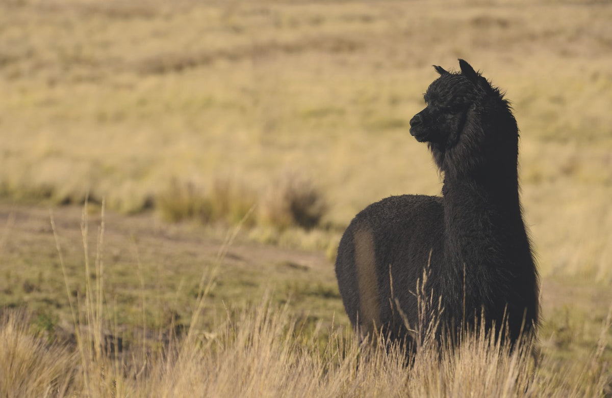 Why are black alpacas so special? – Hansa-Farm